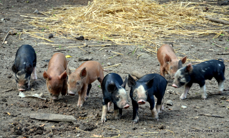 Sow Care During Farrowing and Lactation - Countryside